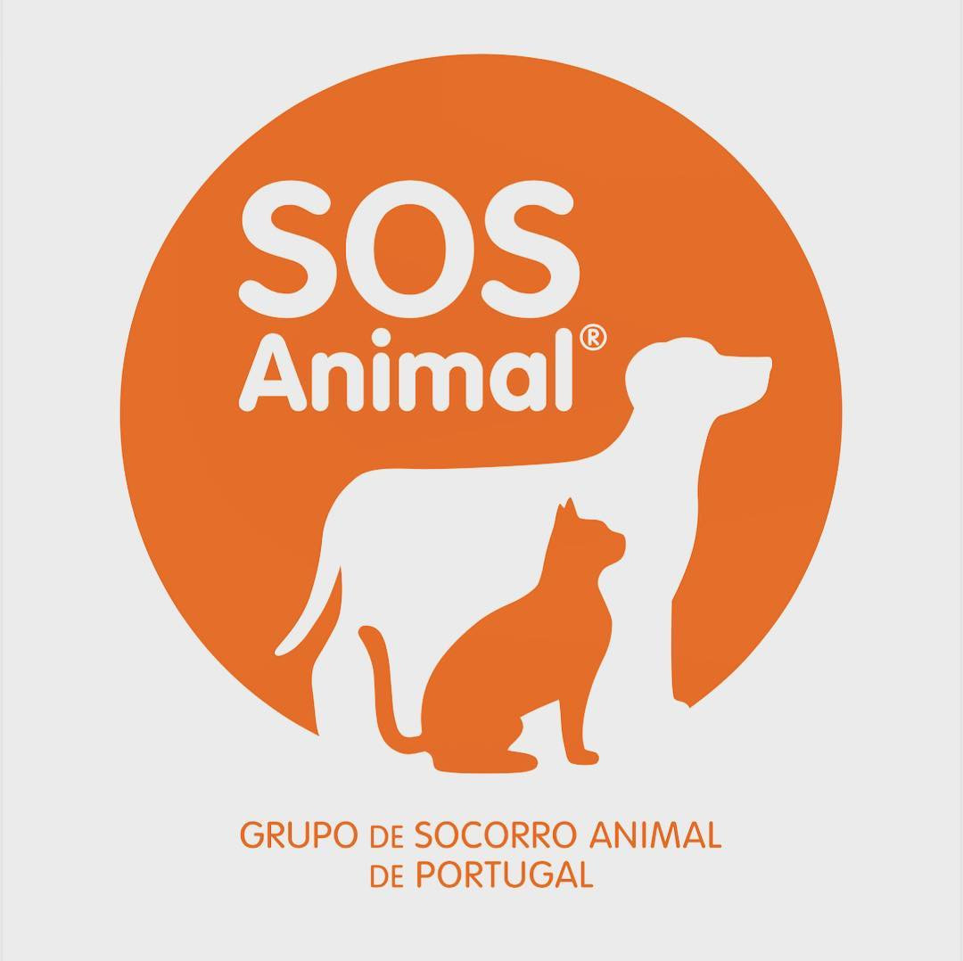 Activa | SOS Animal promove campanha de sensibilização tocante "pela ...