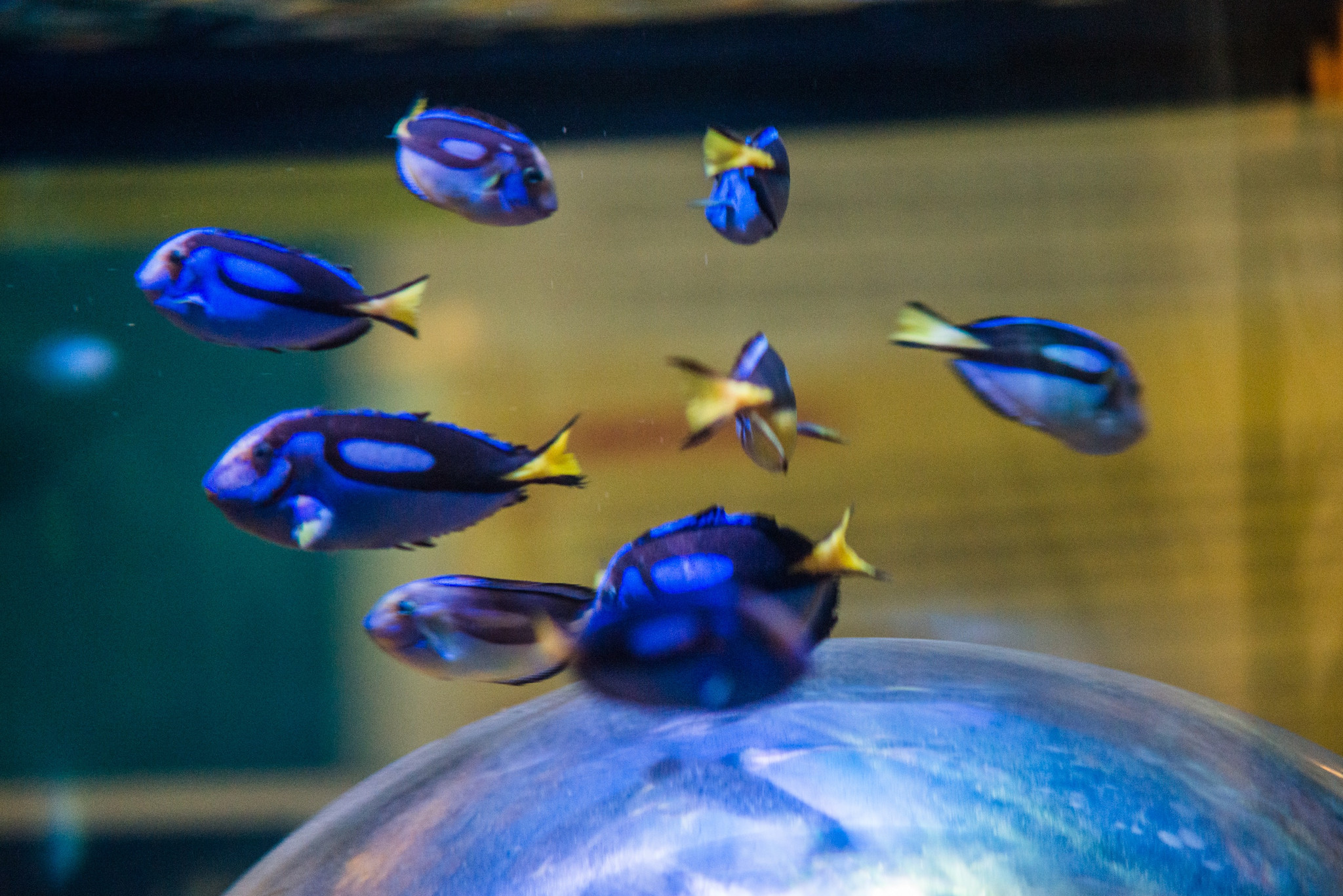 Visão | Dory, a peixe azul sem memória, está no Sea Life