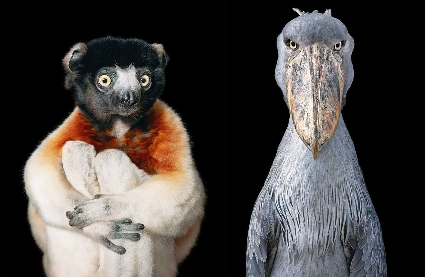 Visão | Retratos: 12 animais raros ou em risco como nunca os viu