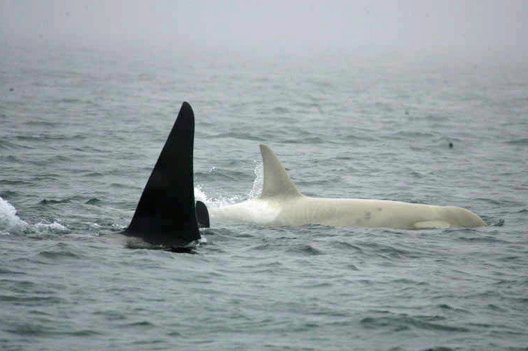 Visão | Orca branca adulta avistada pela primeira vez