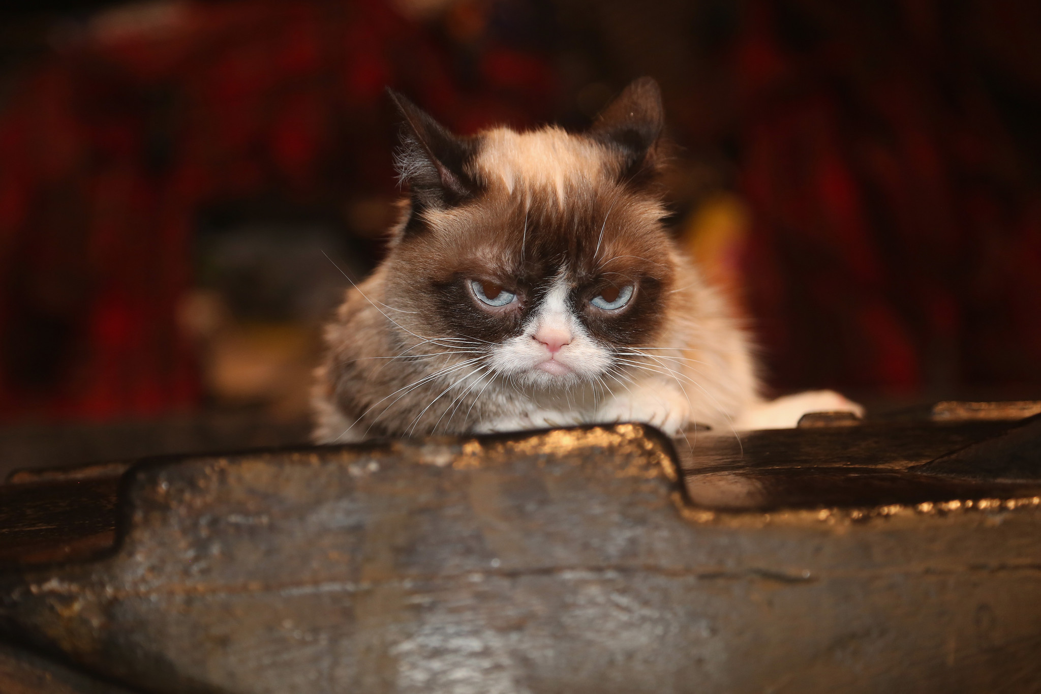 Visão | Morreu o gato que deu origem ao meme “Grumpy Cat”