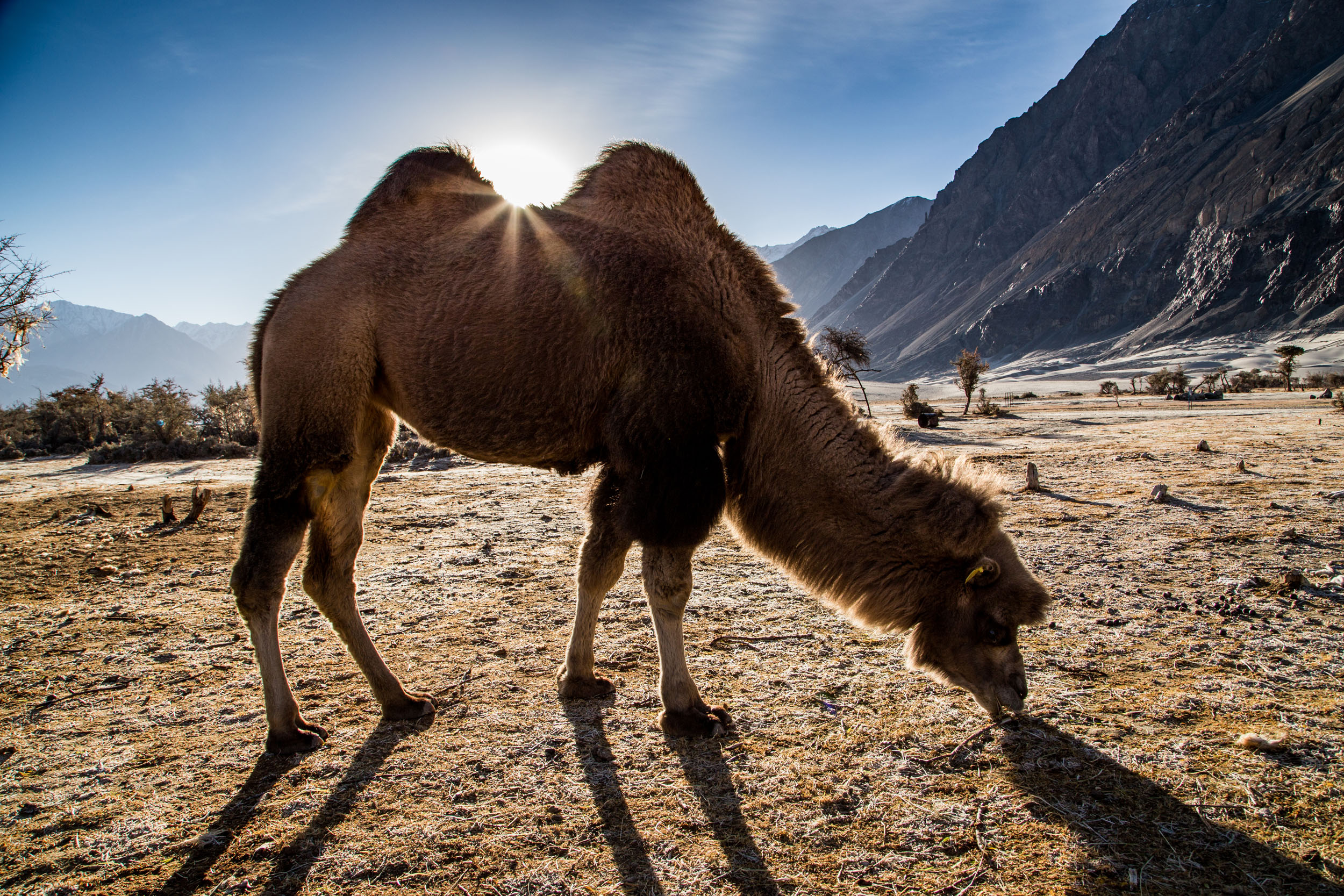 Visão | Austrália vai abater até 5 mil camelos desidratados