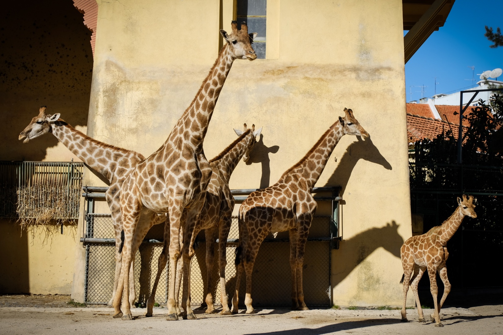 Visão | Os zoos de Lisboa, Vila Nova de Gaia e Lagos já abriram. E o ...