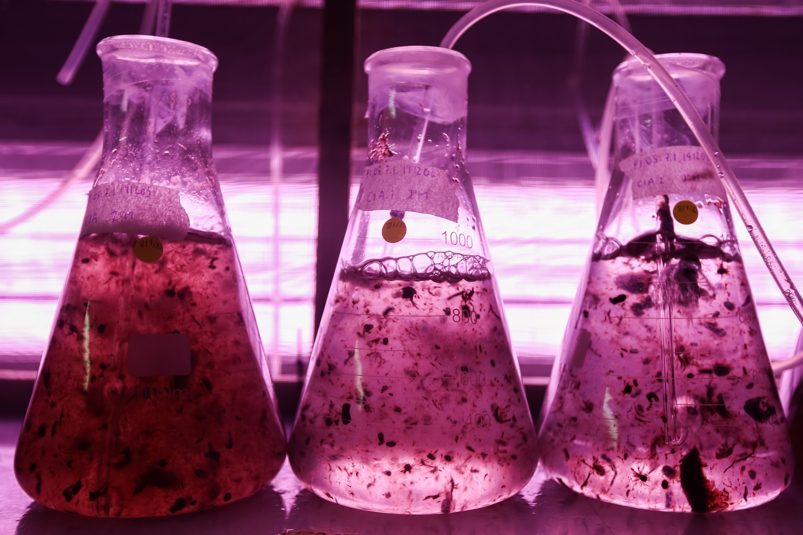 Visão | Investigadores descobrem nova família de microalgas de água doce