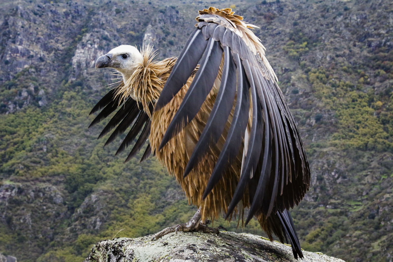 Visão | Exemplar "raro" de abutre preto devolvido à liberdade no Douro ...
