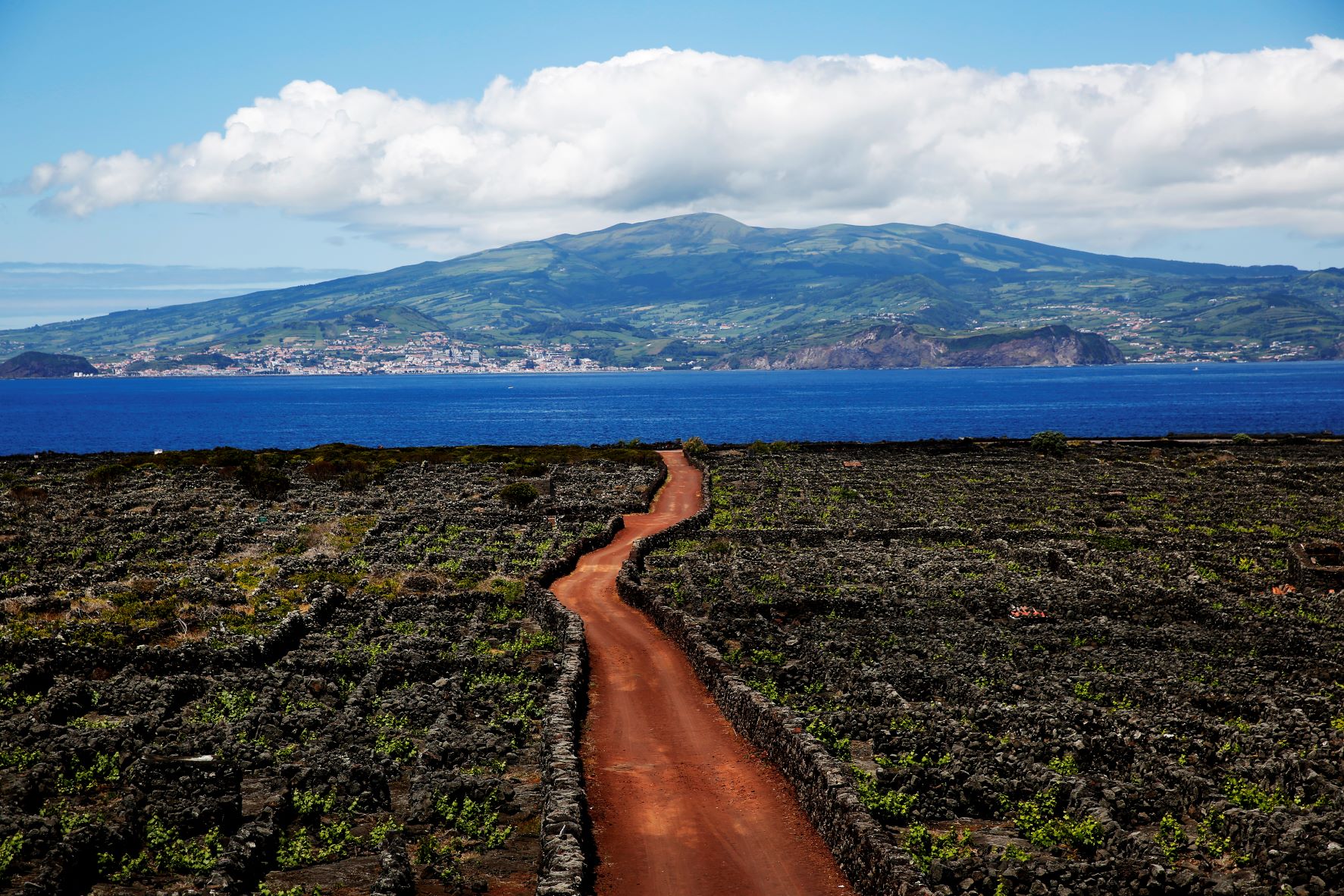 Visão | Açores: A alma do Pico está no vinho