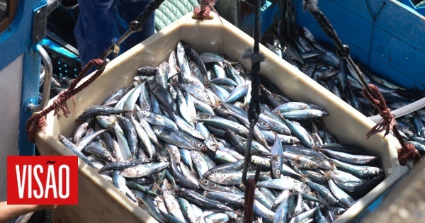 Visão | Governo aprova Plano Estratégico para a Pequena Pesca 2022-2030