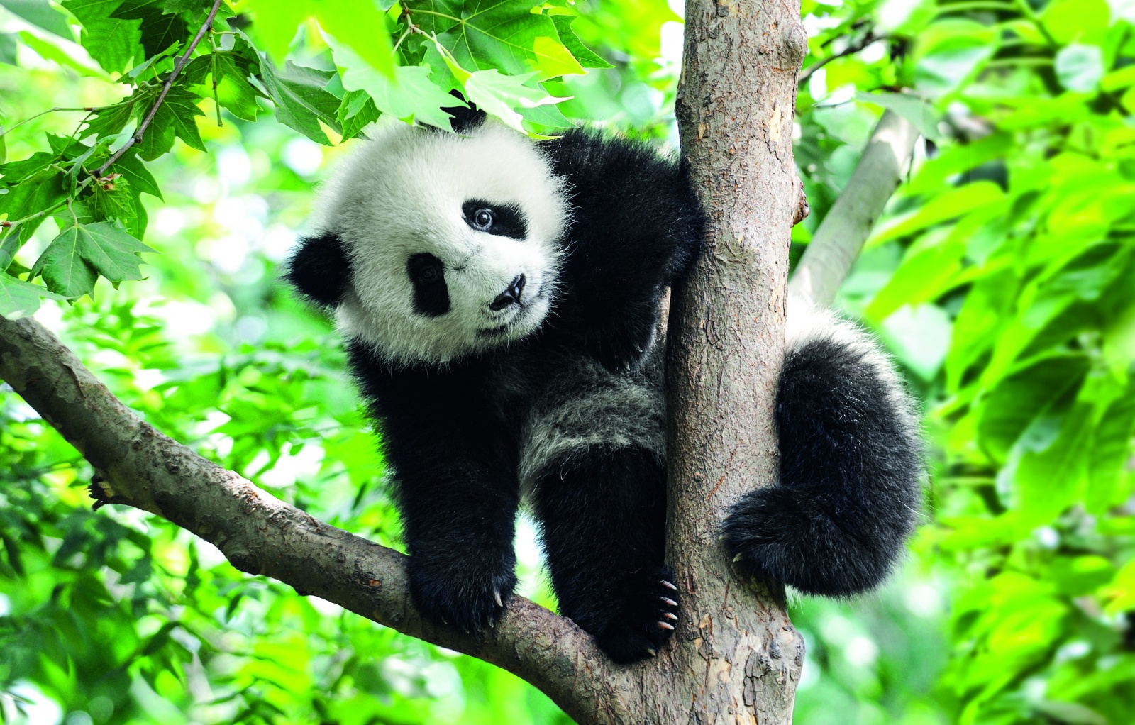 Visão | Pandas, os gigantes fofinhos