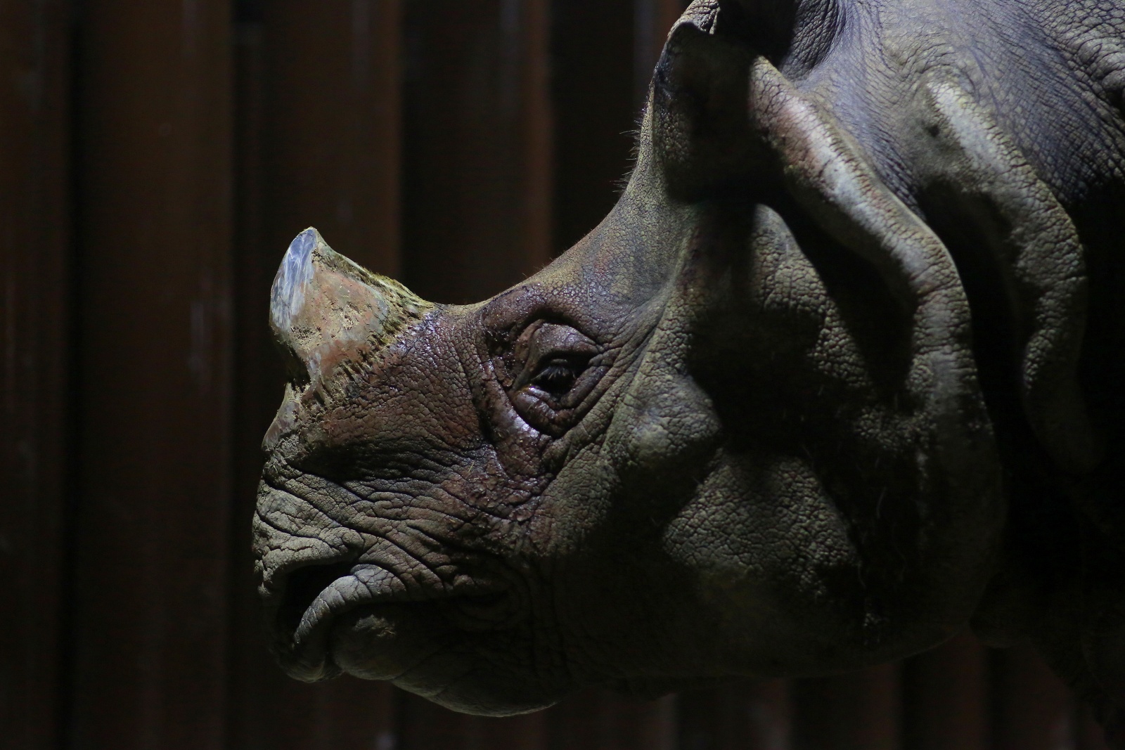 Visão | Parque moçambicano de Zinave, o único com os 'Big Five', recebe ...