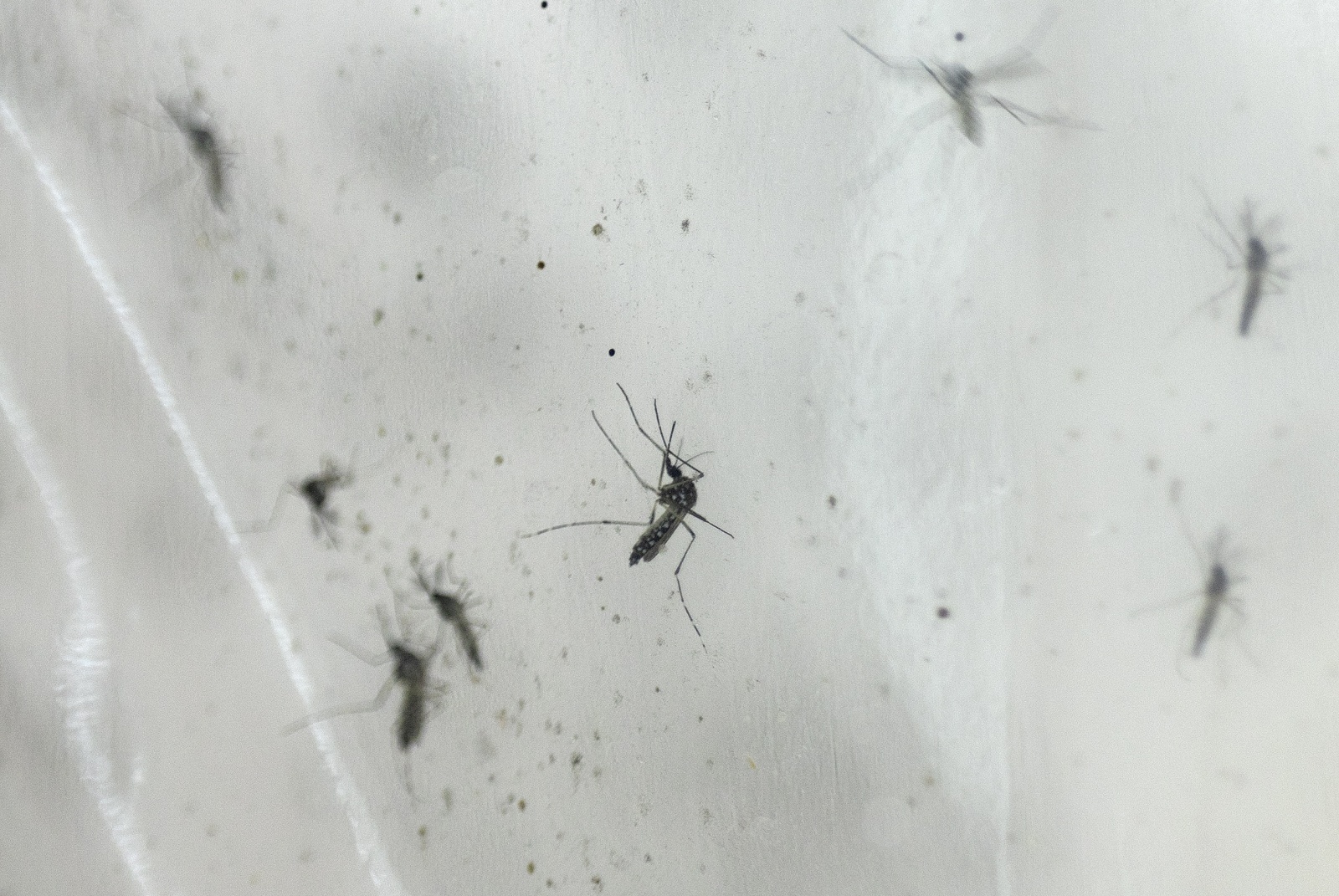 Visão | Ministério da Saúde de Timor-Leste confirma vírus chikungunya ...