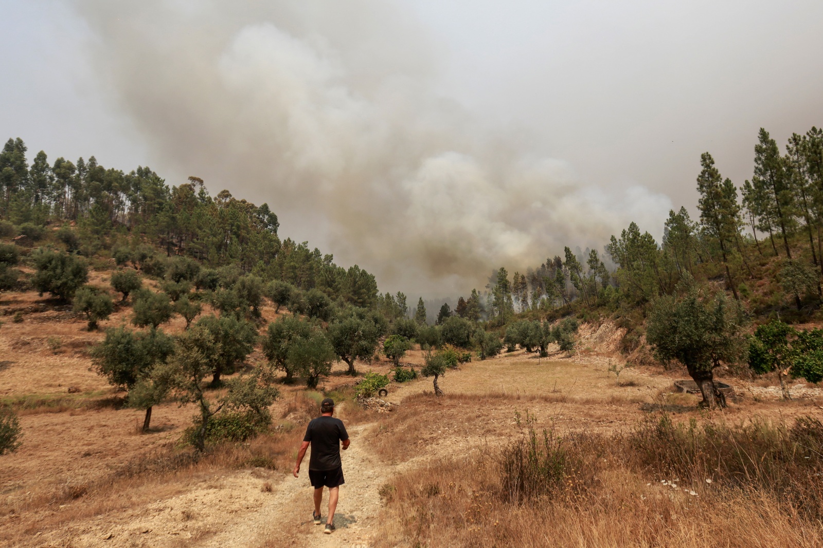 Visão | Incêndios: Mais de 1,6 milhões de pedidos para fazer queimas e ...